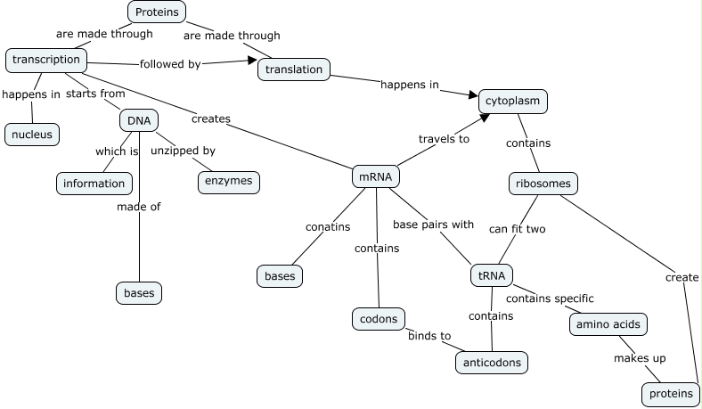Protein Synthesis - How does protein synthesis work