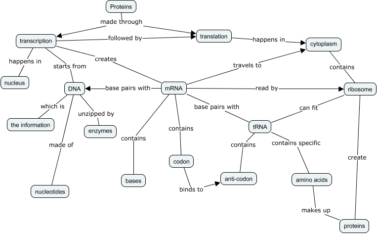 Protein Synthesis