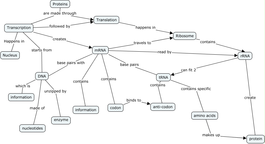 Protein Synthesis