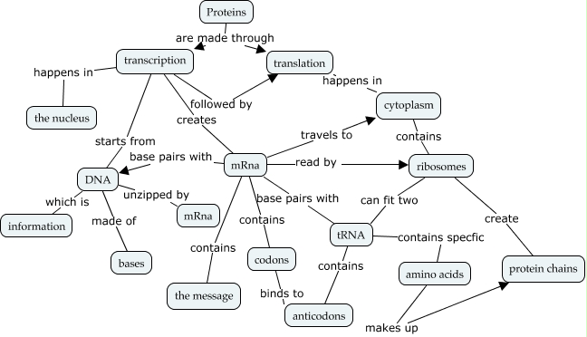 Protein Synthesis