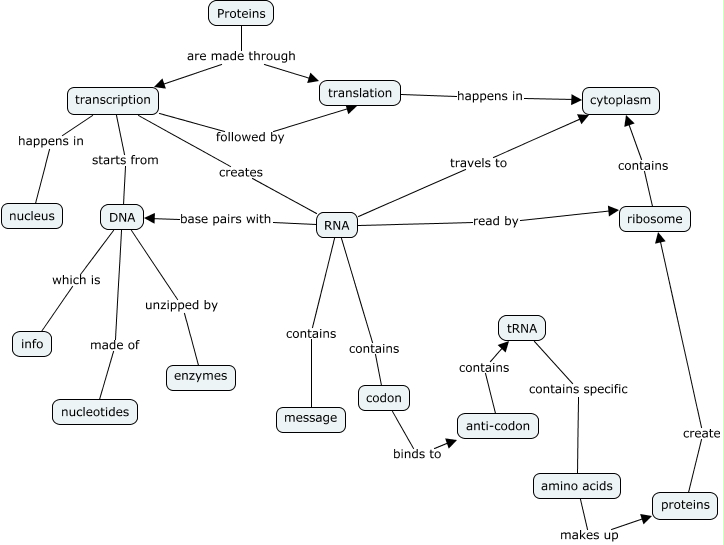 protein synthesis