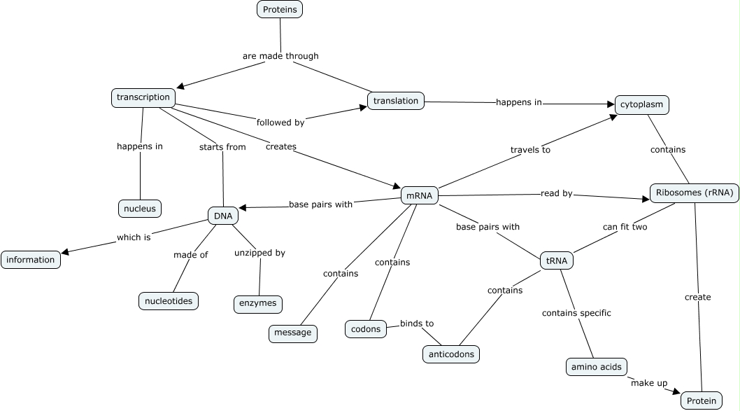 Protein Synthesis
