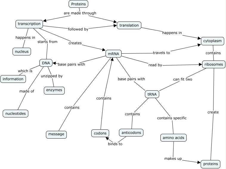 Protein Synthesis - How are proteins made?