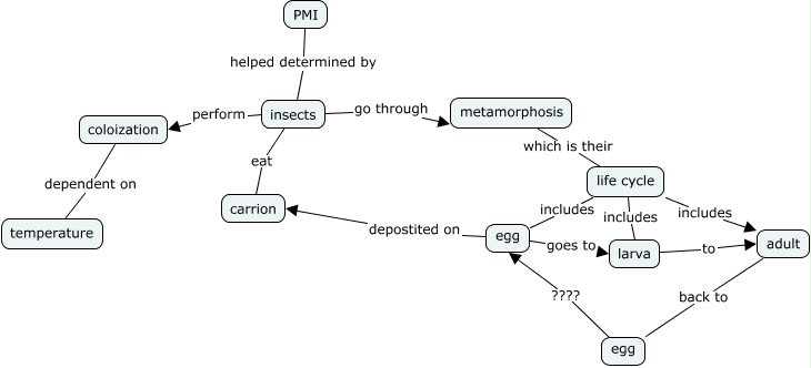 How do forensic entomologists determine PMI