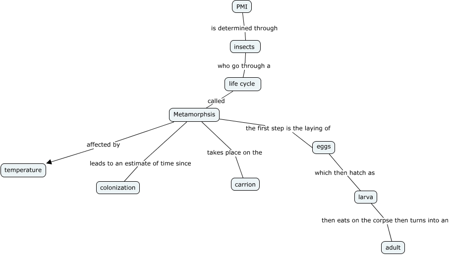 Calculating PMI - How do forensic entomologists calculate PMI?
