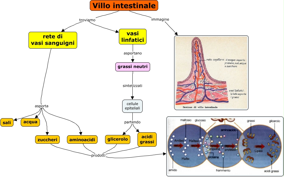 15.12 Villo intestinale