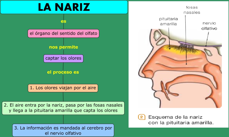 La nariz