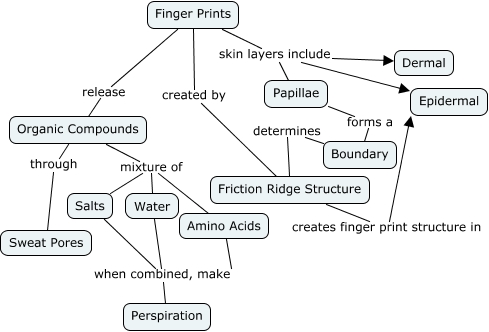 Finger Print Concept Map - How does the anatomy/physiology of our skin ...