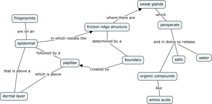 Fingerprints - How does the anatomy/physiology of our skin tissue ...