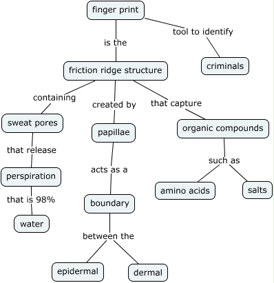 Fingerprints - How does the anatomy/psyciology of our skin tissue ...