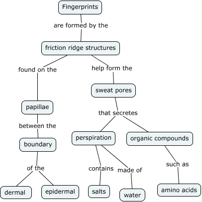 Fingerprint - How does the anatomy/physiology of our skin tissue relate ...