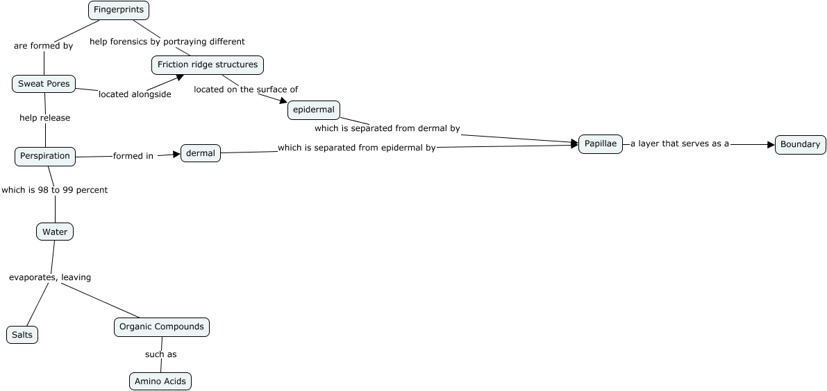 Fingerprint Concept Map - How does the anatomy/physiology of our skin ...