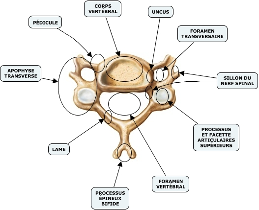 Anat_vertèbre cervicale