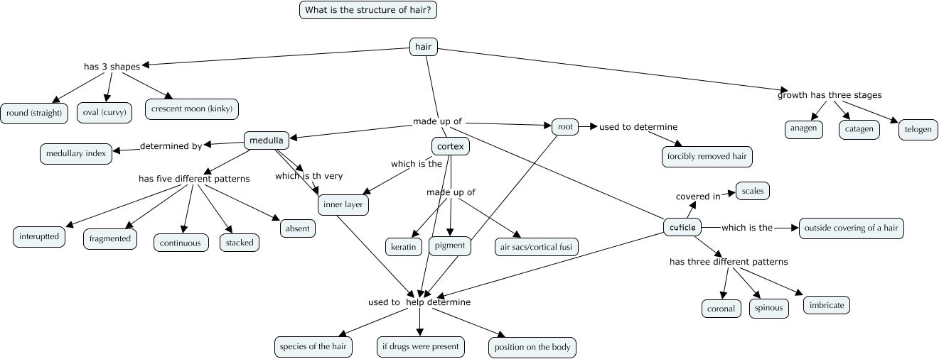 Hair Concept Map - What is the structure of hair?