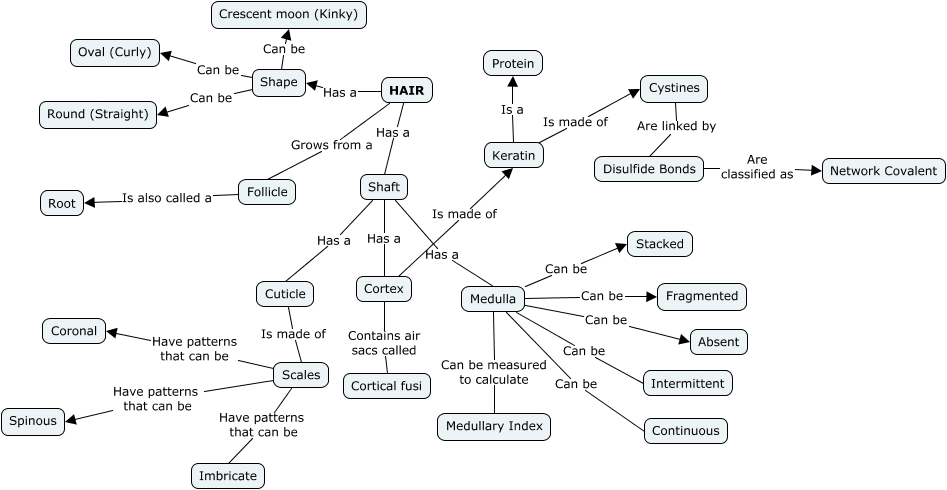 Hair Structure Map - What is the structure of hair?