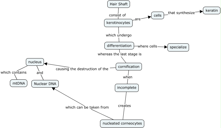 Nuclear DNA and mtDNA in the Hair Shaft