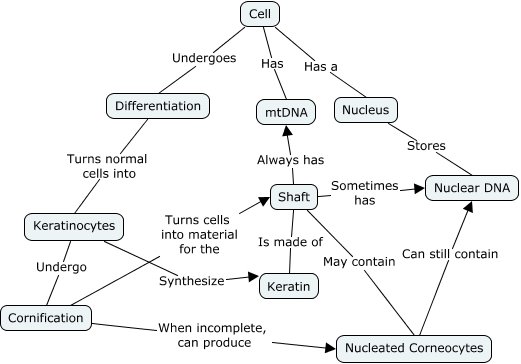 Nuclear DNA in Hair Map - How is it possible to have nuclear DNA and ...