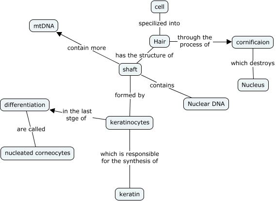 Nuclear DNA and mtDNA in the hair shaft - How is it possible to have ...