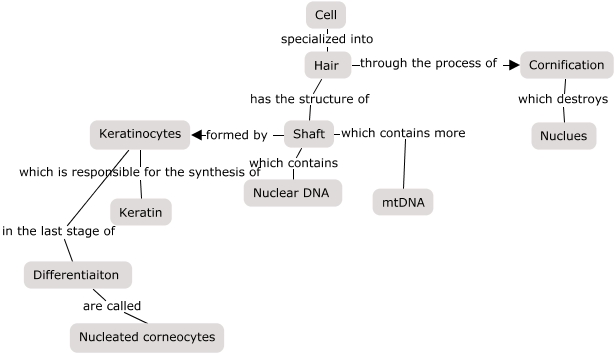 Nuclear DNA and mtDNA in the hair shaft - How is it possible to have ...
