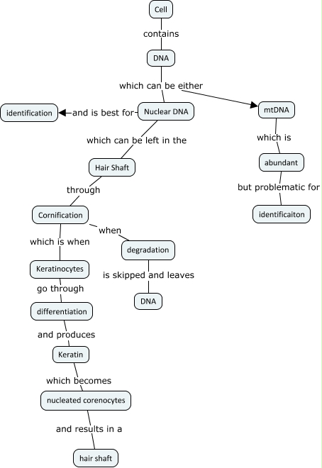 Nuclear DNA and mtDNA Concept Mat