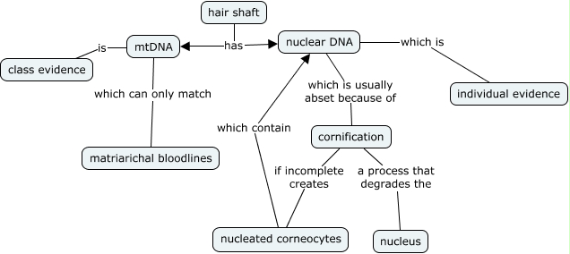 DNA in Hair - How is it possible to have nuclear DNA and mtDNA in the ...