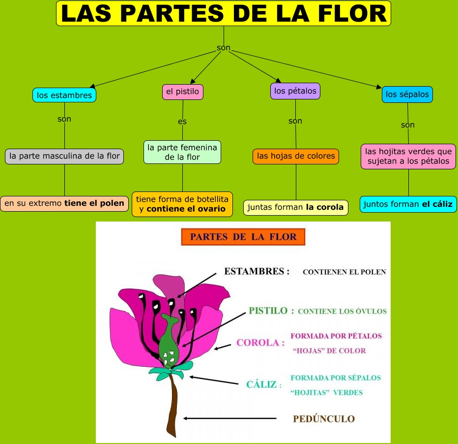 Diagrama De Partes De Una Flor Moldes Partes De La Flor | PDF