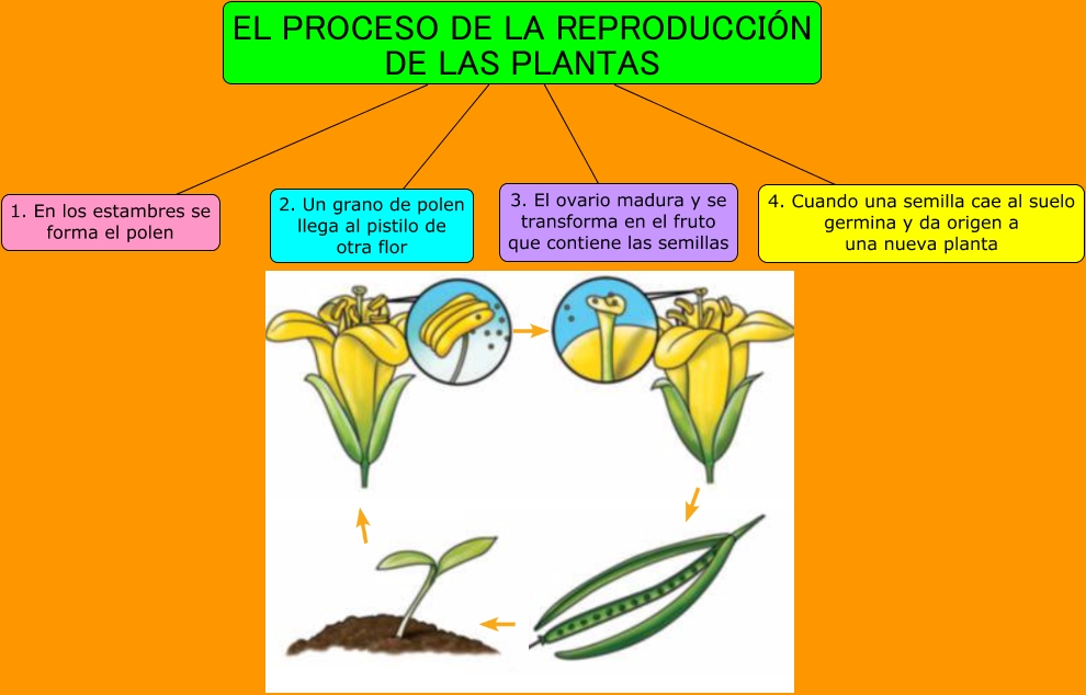 El proceso de reproducción de las plantas