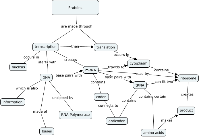 protein synthesis