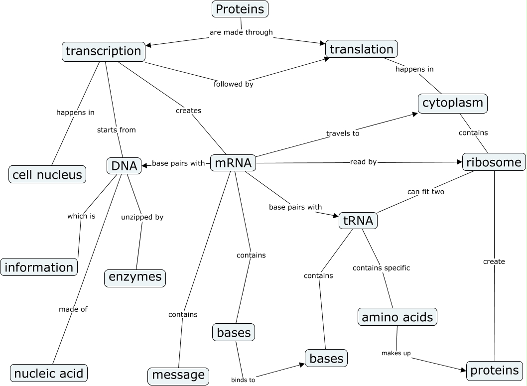 2.16 Protein Synthesis CMap - What happens during protein synthesis?