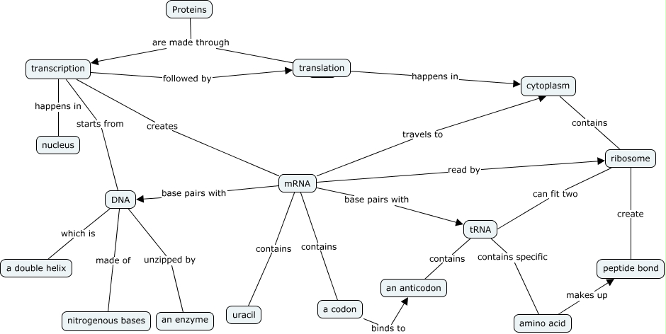 Protein Synthesis