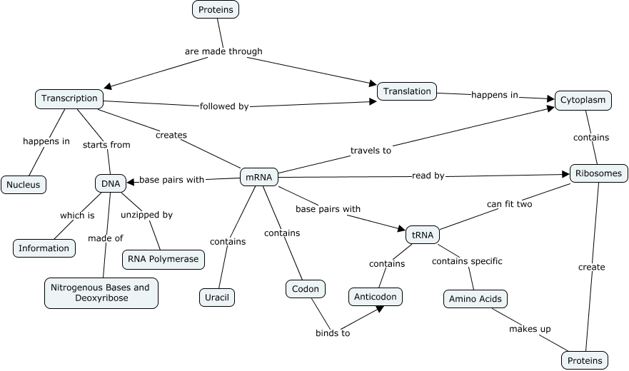 Protein Synthesis