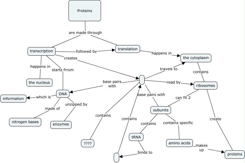 Protein Synthesis