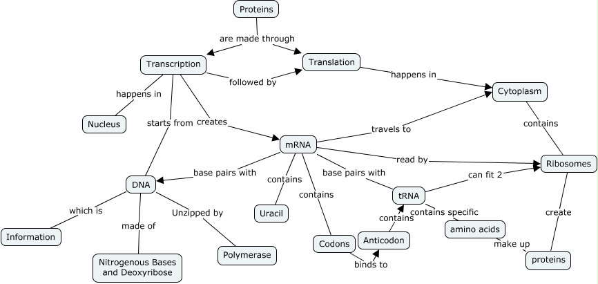 Protein Synthesis