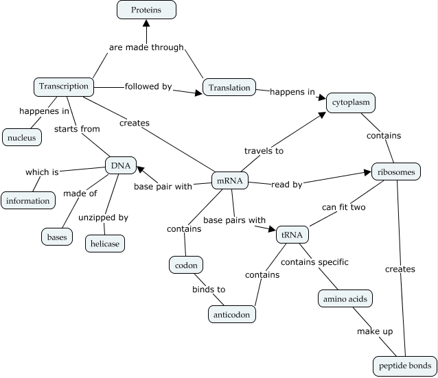 Protein Synthesis - How is protein made?