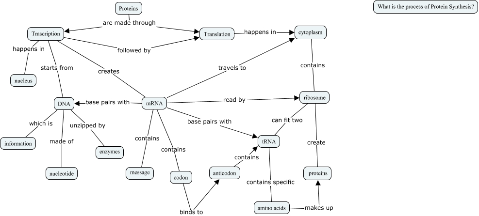 Protein Synthesis - What is the process of Protein Synthesis?