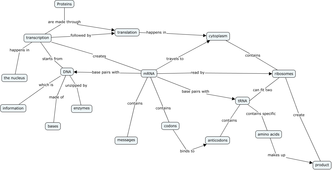 Protein Synthesis - What is the process of protein synthesis?