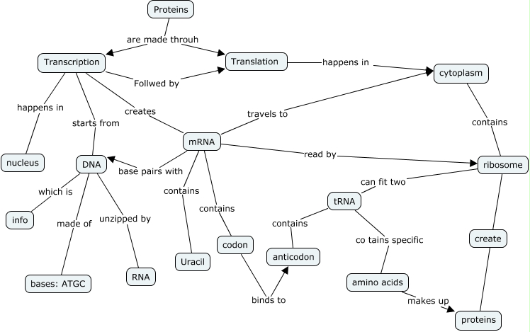 Protein Synthesis