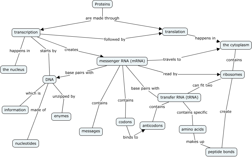 Protein Synthesis