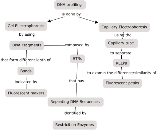 DNA Profiling - How is DNA profiling accomplished?