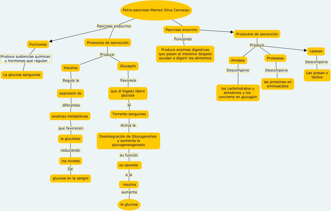 Pancreas-Petra - morfofisiologia