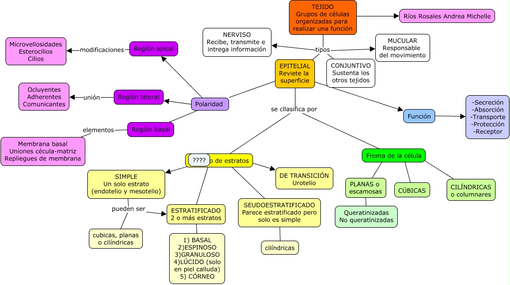 mapa tejido epitelial