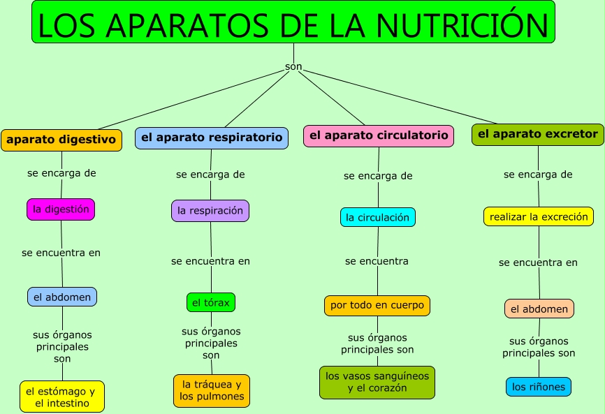 Los aparatos de la nutrición