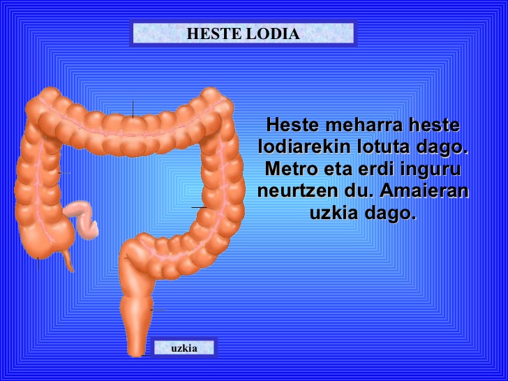 NUTRIZIOA_Laia_A - Zer da nutrizioa