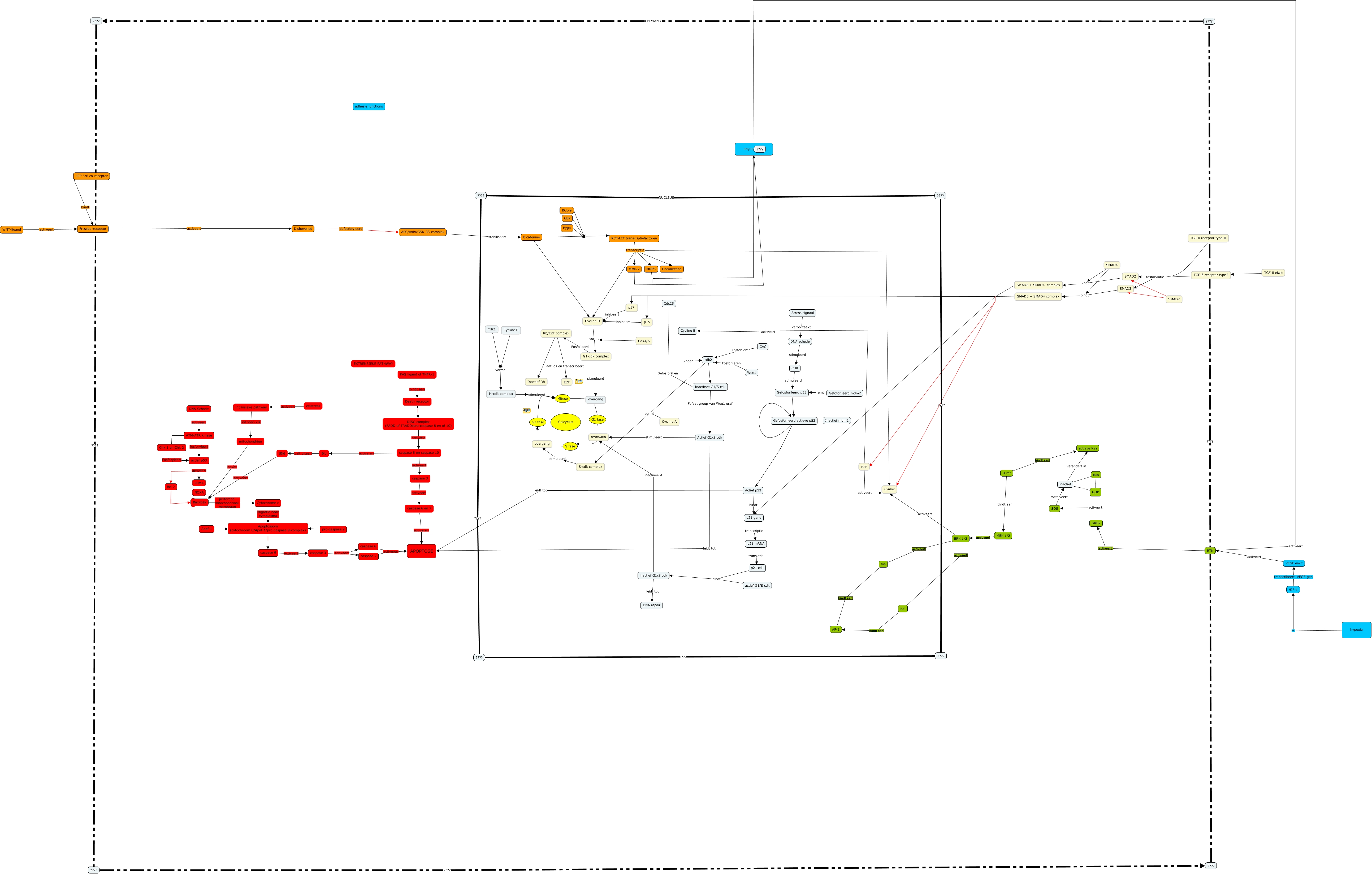 cmap met nucleus en celwand