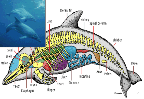 Biosfera - Componentes