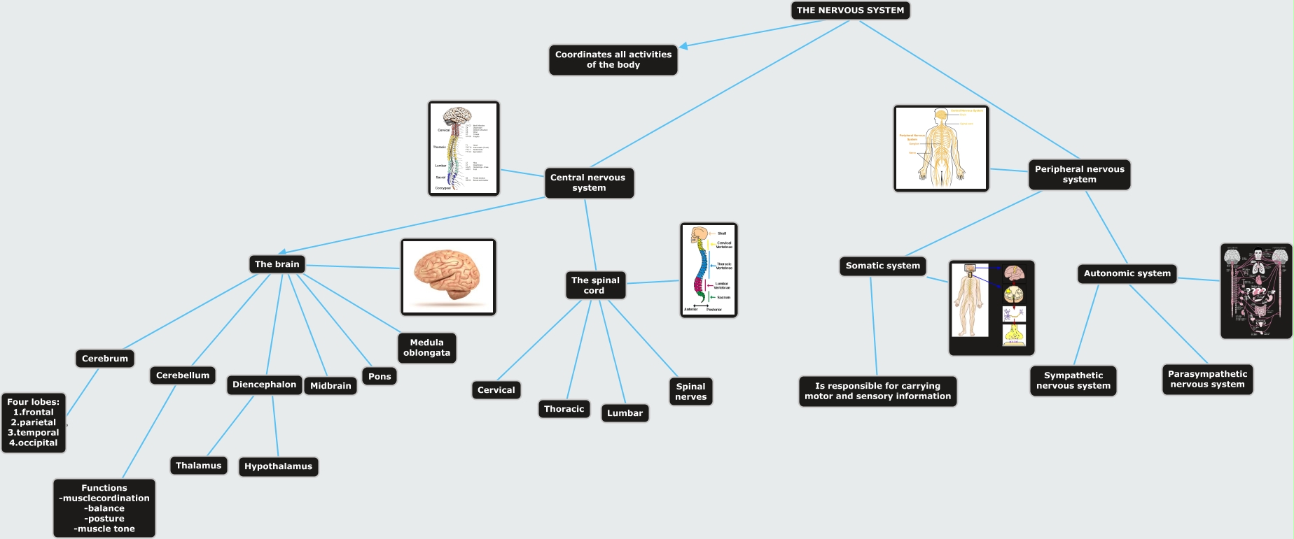 THE NERVOUS SYSTEM