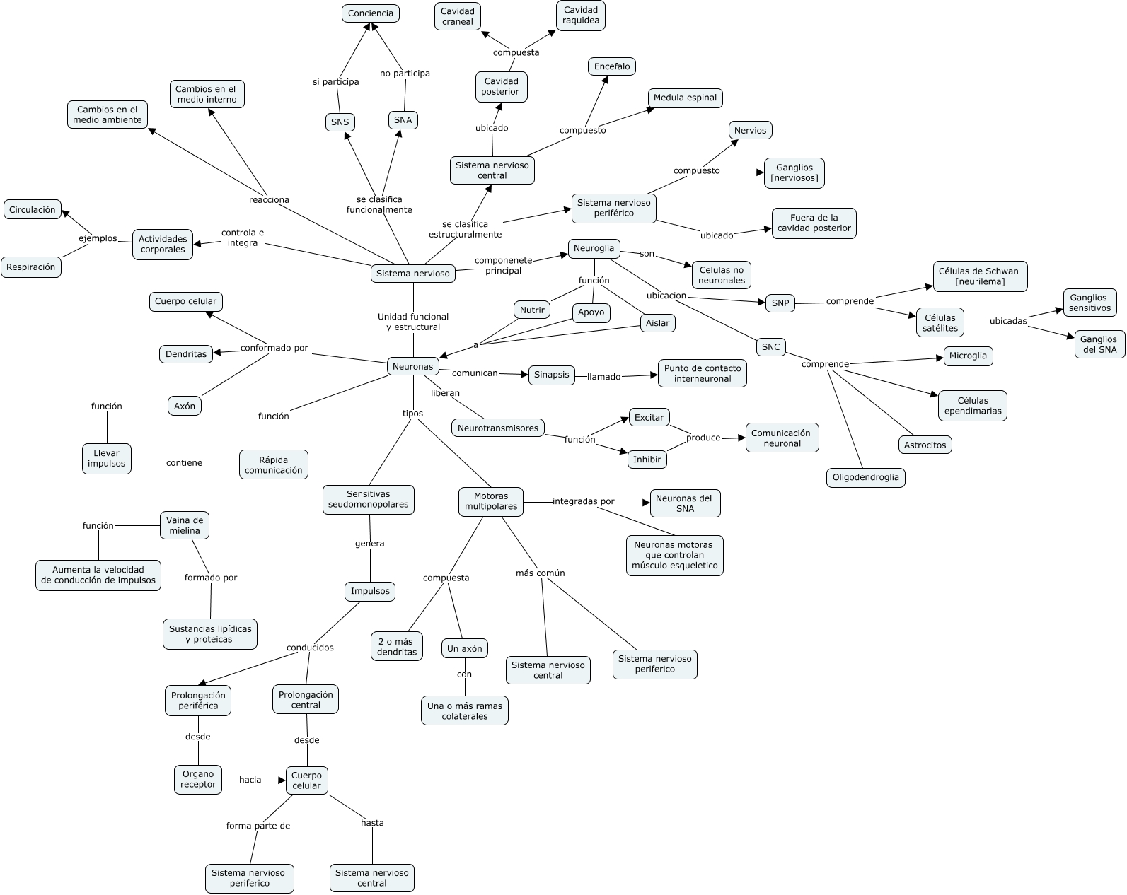 Neuroanatomia