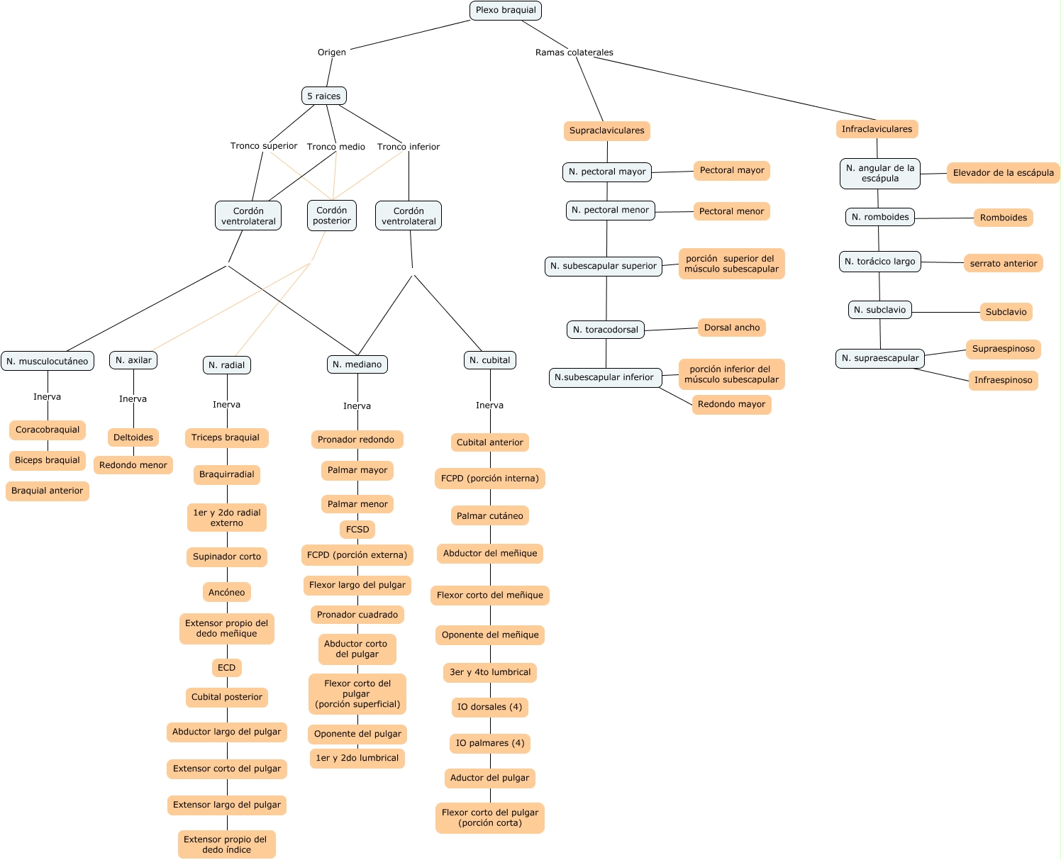 anatomia 2