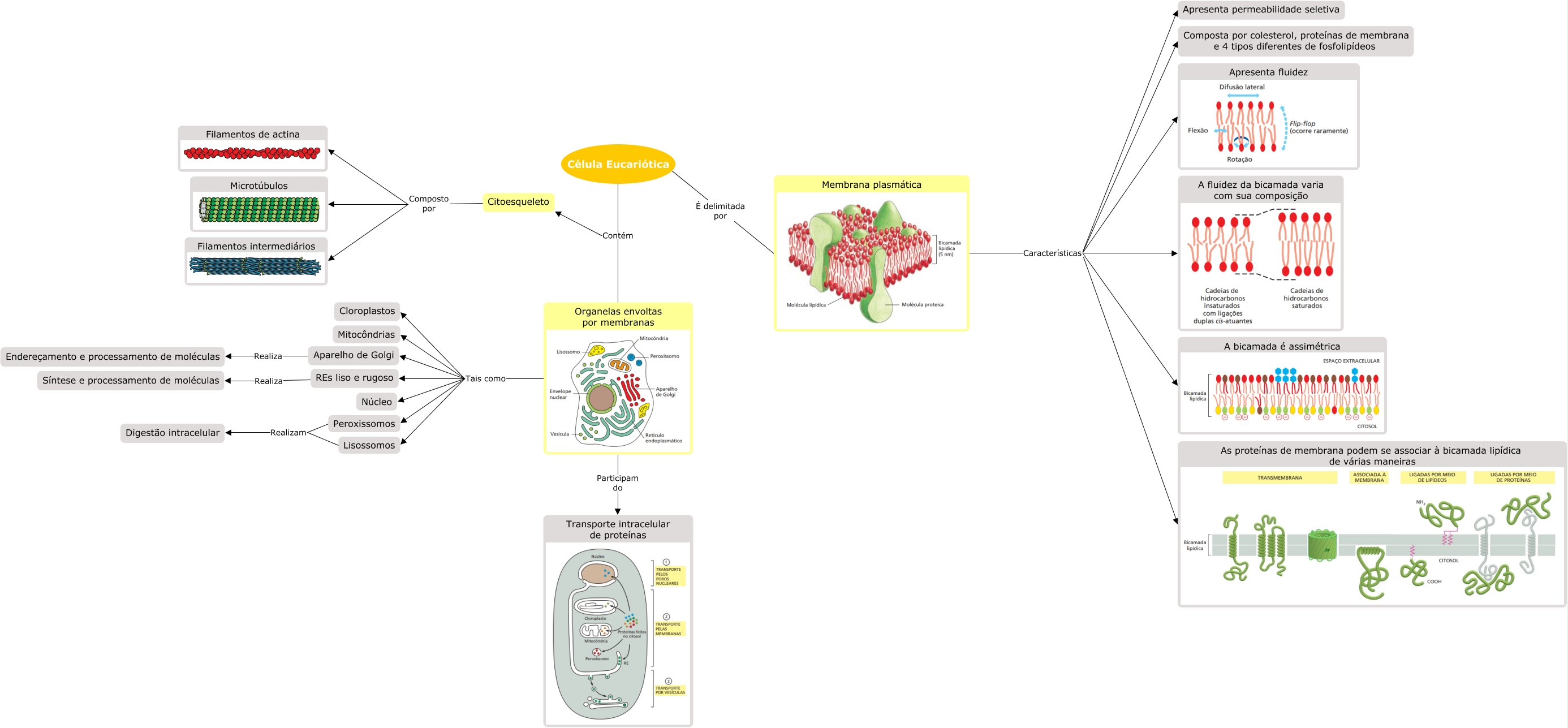 Célula Eucariótica