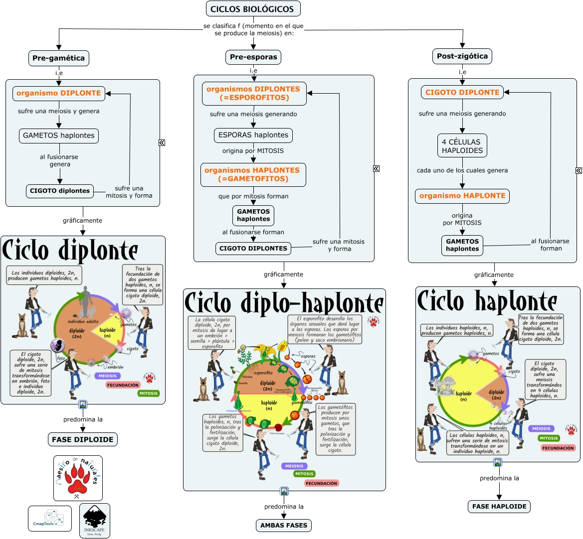Tema 07.07 Ciclos haplontes y diplontes
